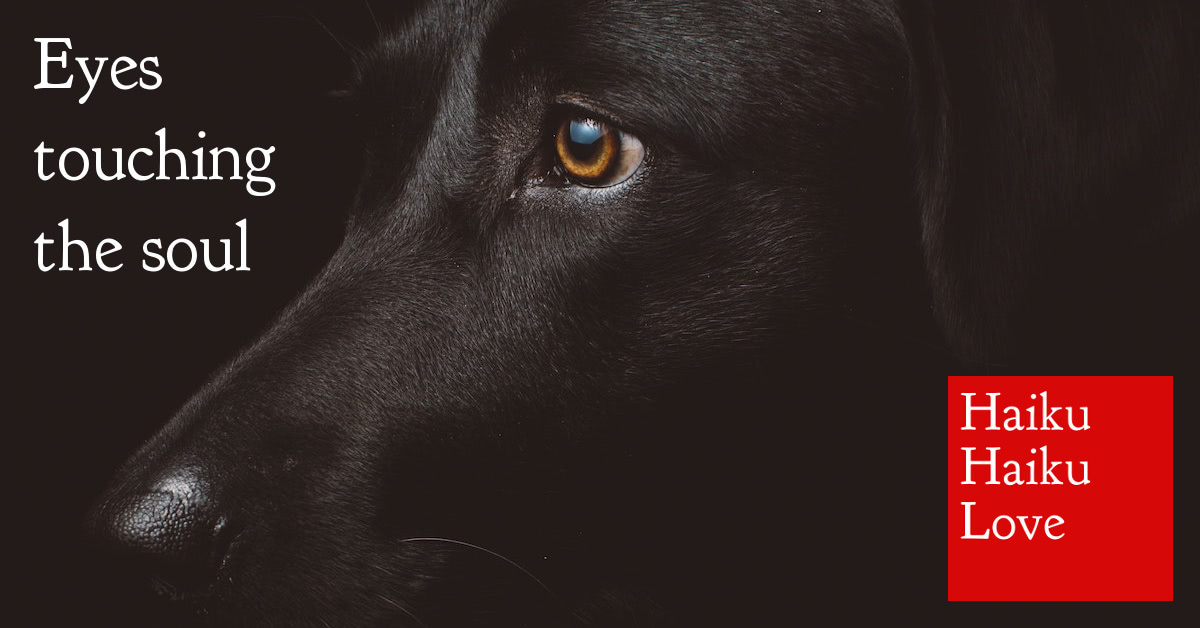 Eyes · Haiku Haiku Love